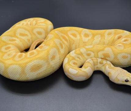 Pastel Mojave Hurricane Yellowbelly Clown Ball Python by DD Exotics ...