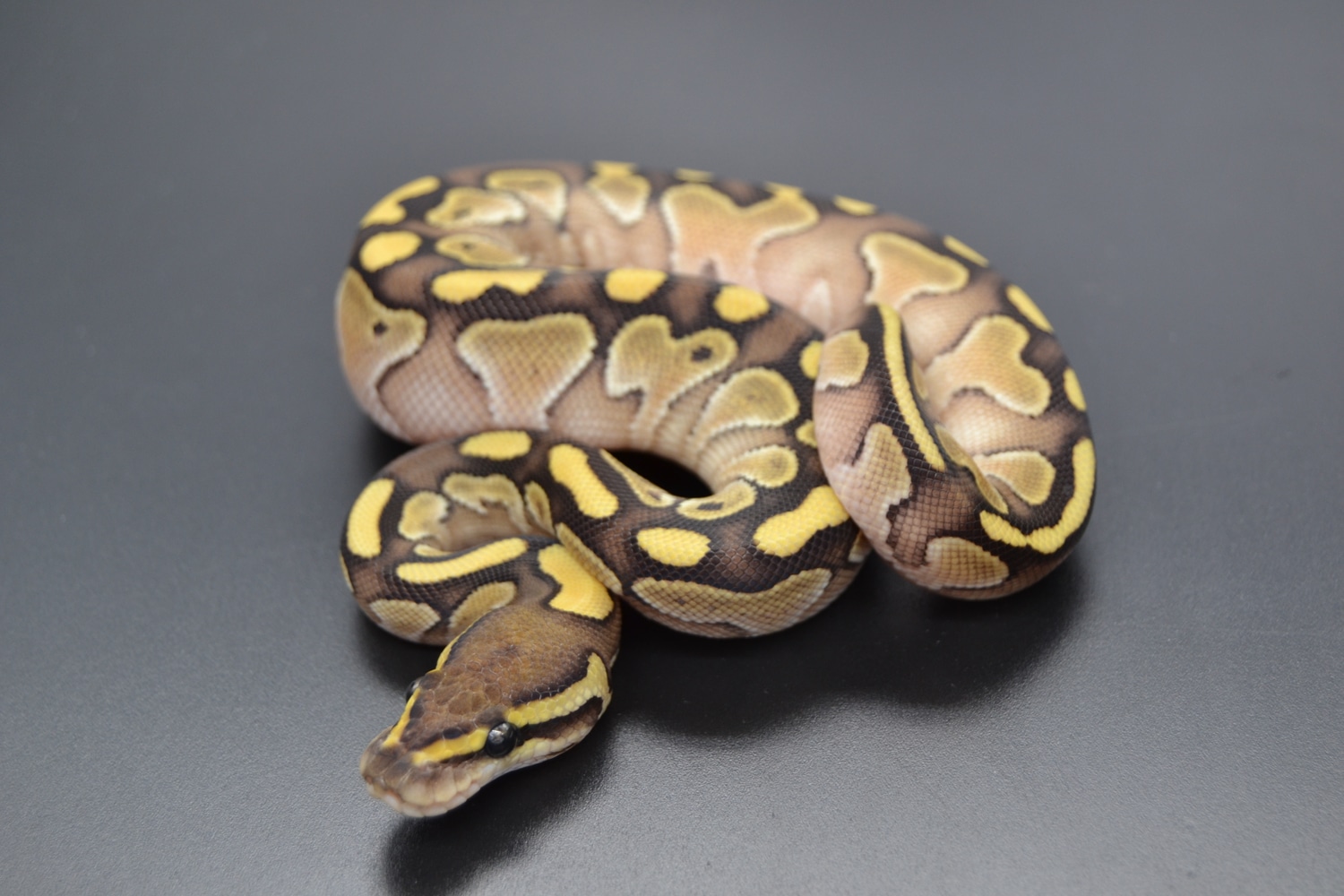 Lesser Lace Het Clown Ball Python by DD Exotics - MorphMarket
