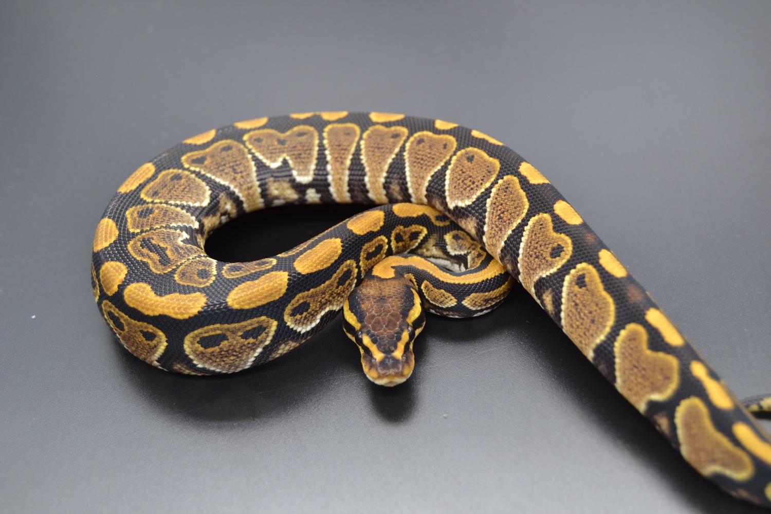 Lace Het Clown Ball Python by DD Exotics - MorphMarket