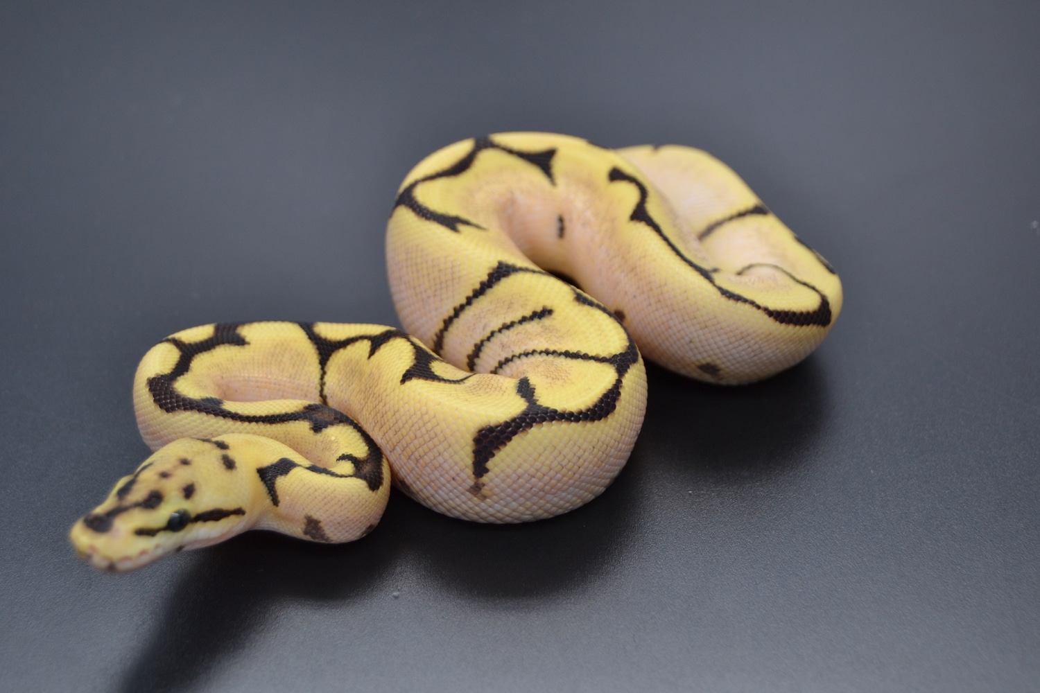 Orange Dream Yellowbelly Fire Enchi Leopard Spider DH Axanthic VPI ...