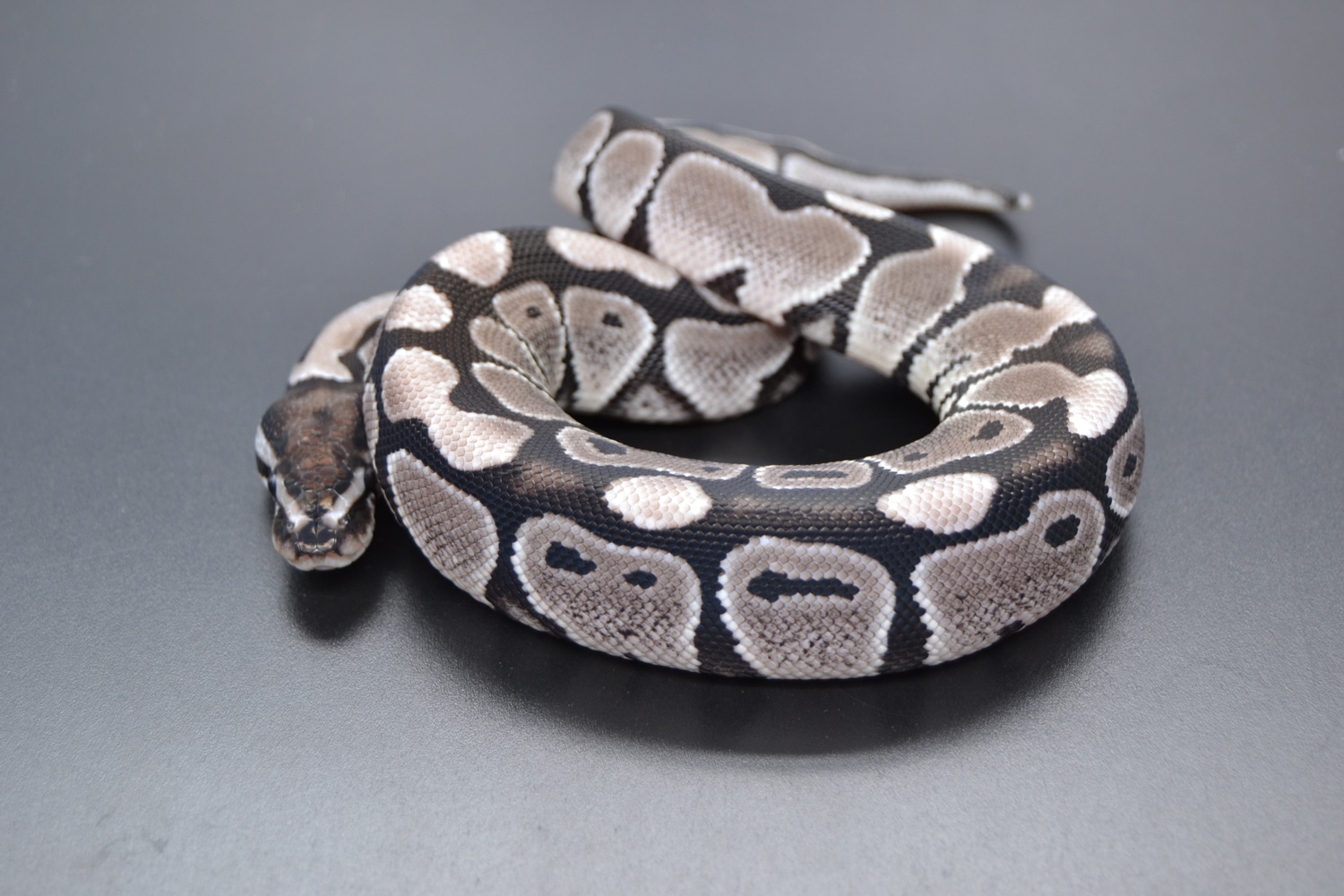 Axanthic Vpi Het Clown Ball Python by DD Exotics - MorphMarket