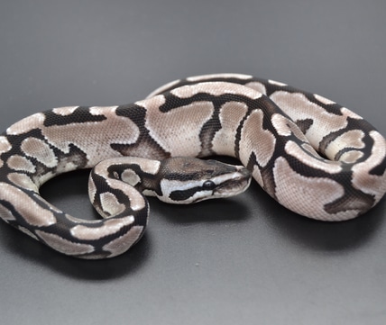 Butter Fire Desert Ghost Clown Het Hypo Ball Python by DD Exotics ...
