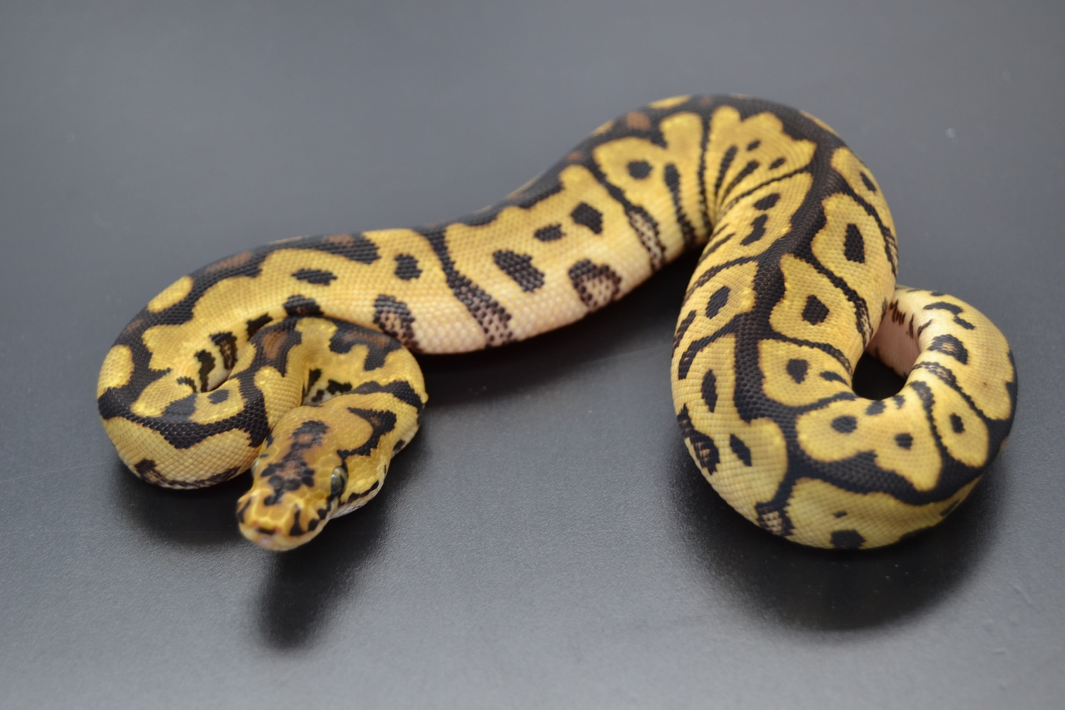 Spotnose Clown Het Axanthic Vpi Ball Python by DD Exotics - MorphMarket