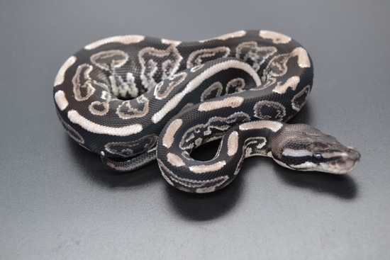 Black Pastel Axanthic Vpi Het Desert Ghost Ball Python by DD Exotics