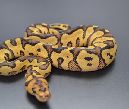 Butter Fire Desert Ghost Clown Het Hypo Ball Python by DD Exotics ...