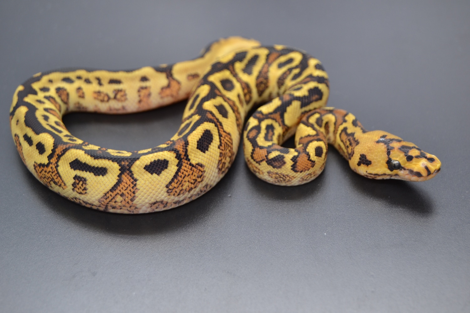 Disco Spotnose Yellowbelly Clown Ball Python by DD Exotics - MorphMarket
