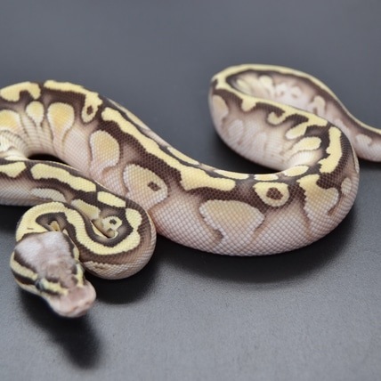 Patternless Ball Python by DD Exotics - MorphMarket