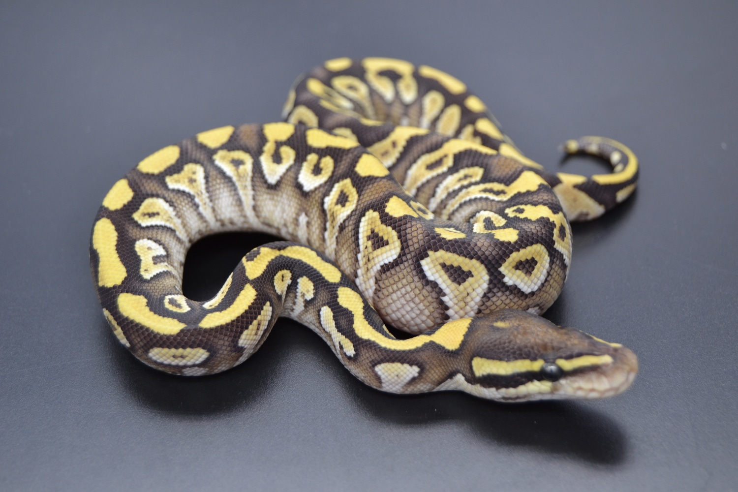 Mojave Redstripe Lace Het Clown 50% Het Axanthic VPI Ball Python by DD ...