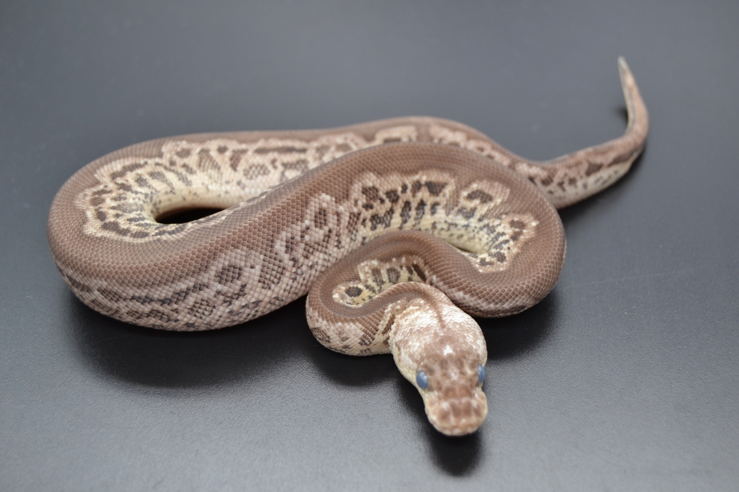 Black Pewter Trick Clown Pos Od Yb Ball Python by DD Exotics - MorphMarket