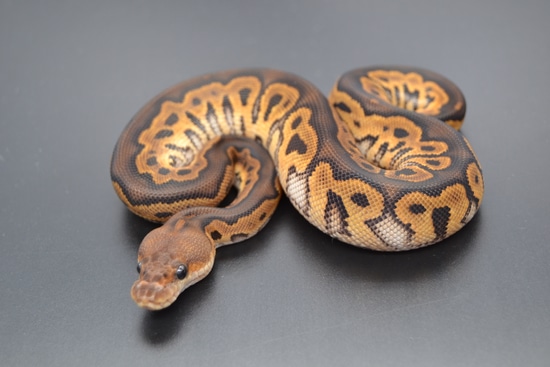 Black Pastel Trick Clown Ball Python by DD Exotics