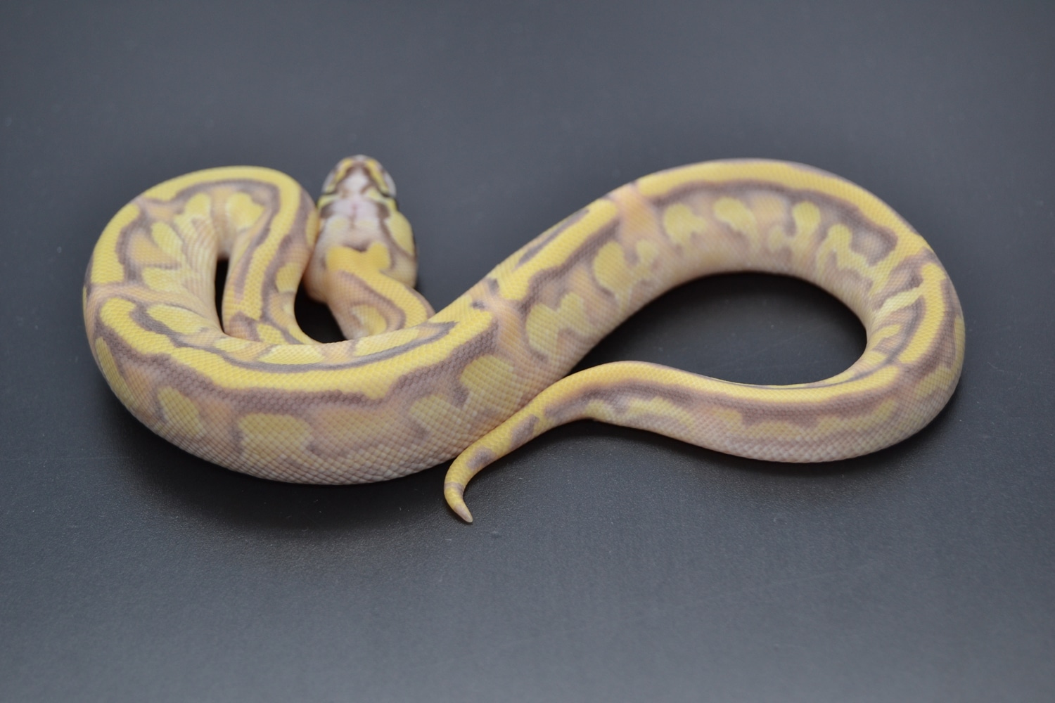 Pastel Od Yb Enchi Fire Desert Ghost Hypo Het Clown Or Cryptic Ball ...