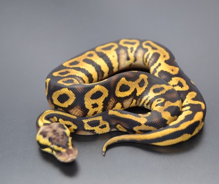 Pastel Od Yb Enchi Fire Desert Ghost Hypo Het Clown Or Cryptic Ball ...
