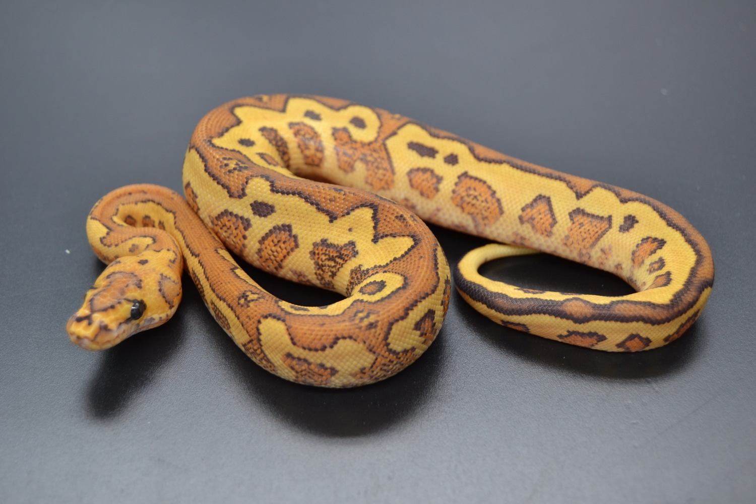 Redstripe Fire Yellowbelly Special Clown Ball Python by DD Exotics ...
