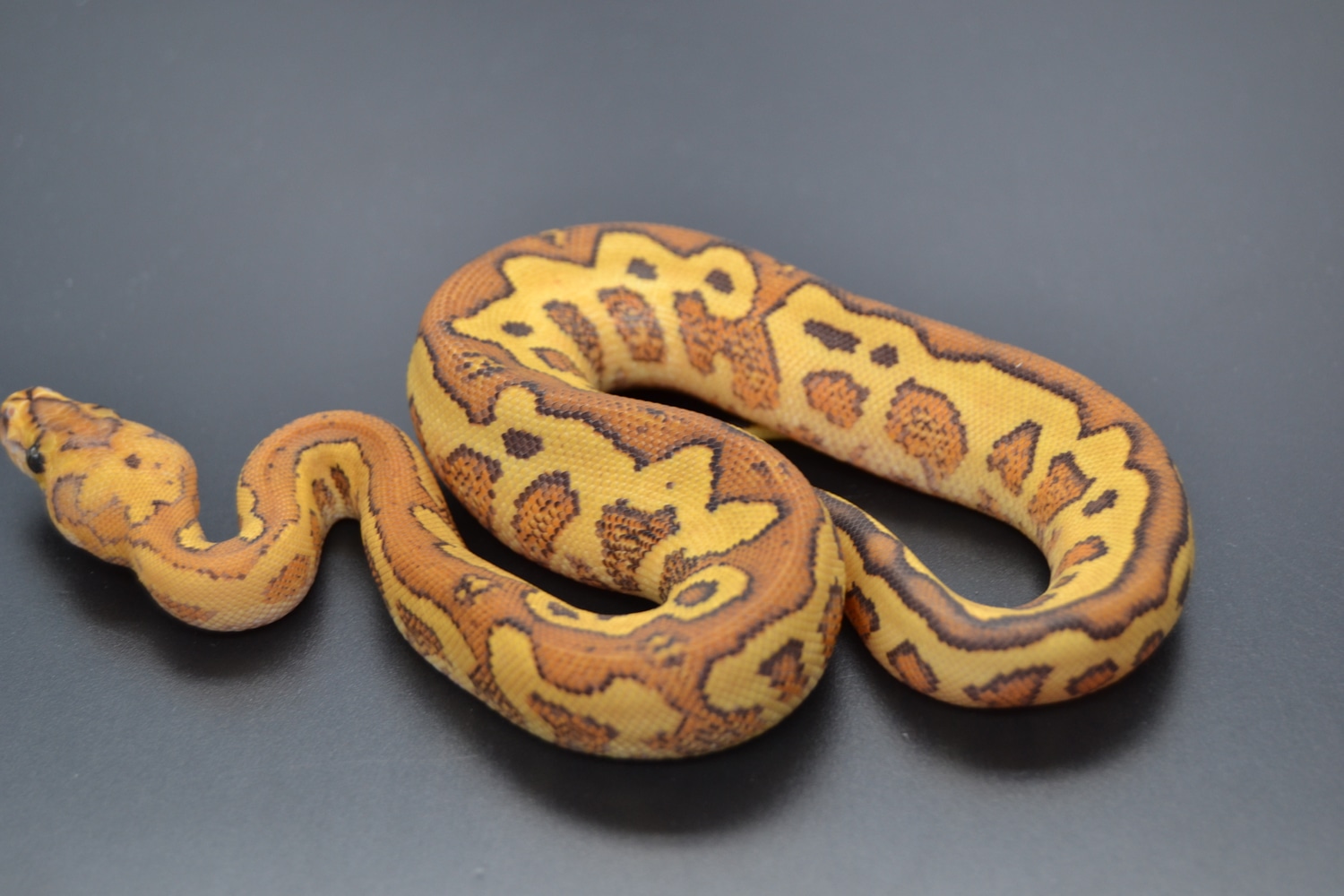 Redstripe Fire Yellowbelly Special Clown Ball Python by DD Exotics ...