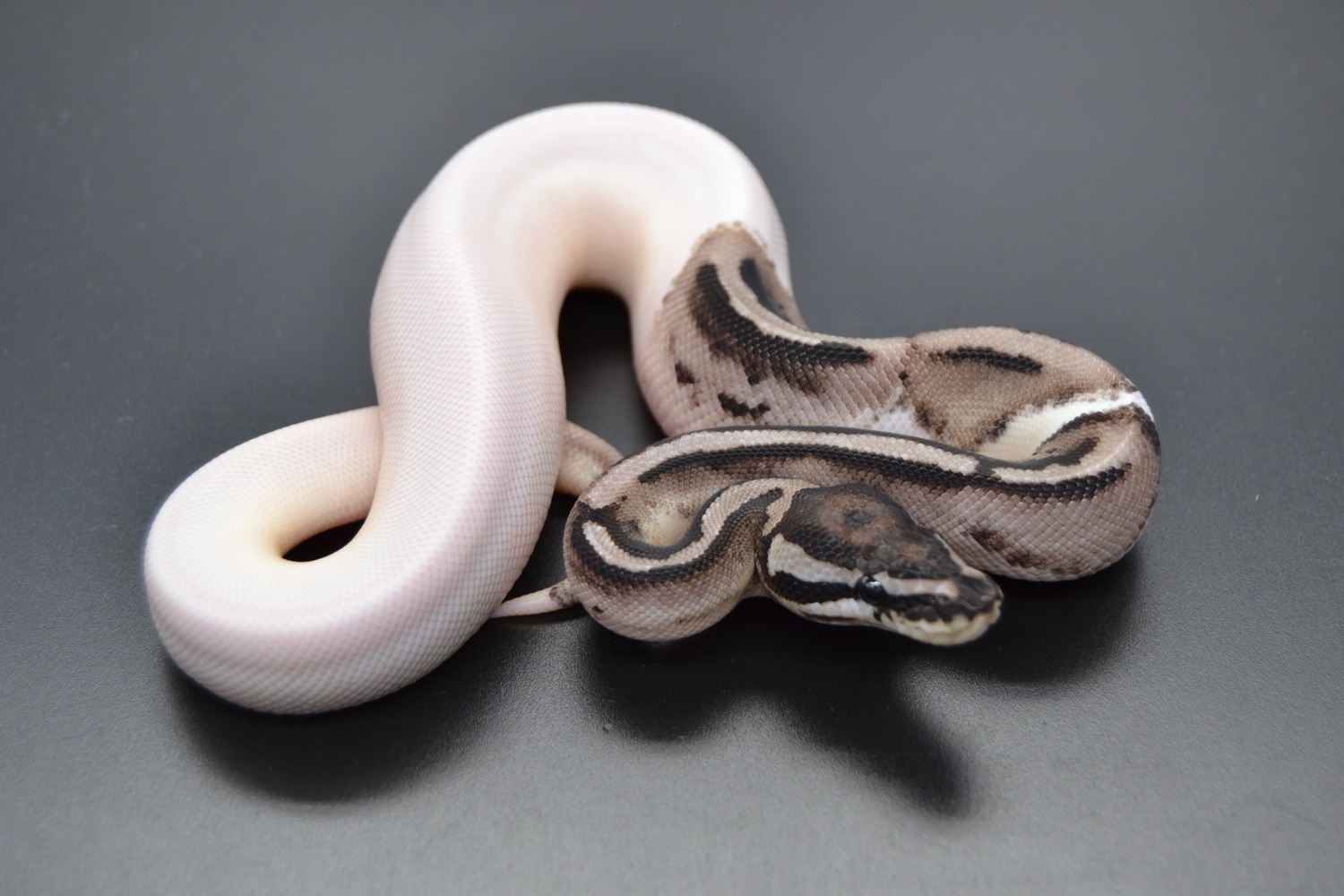 Axanthic Vpi Pied Ball Python by DD Exotics - MorphMarket