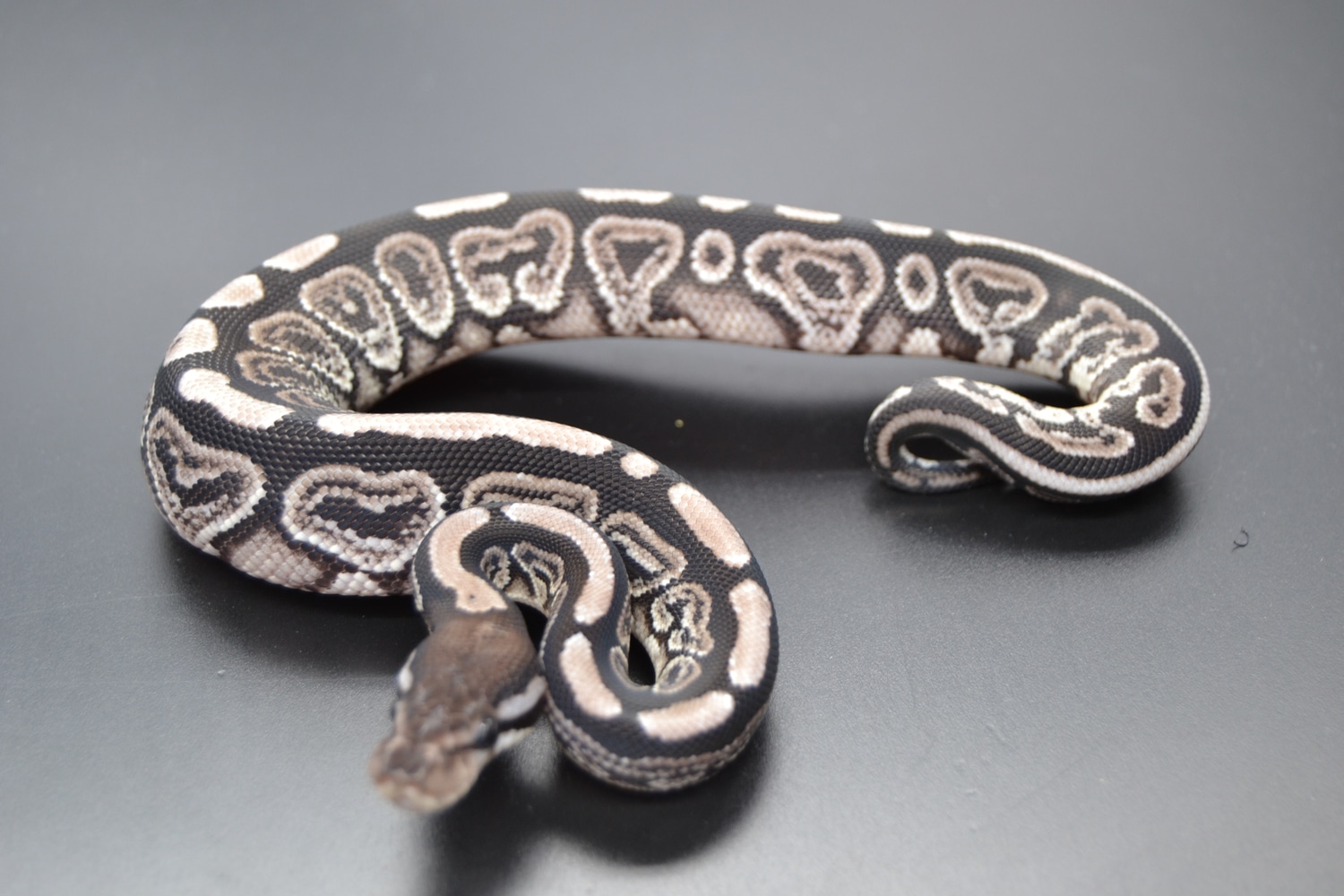 Black Pastel Axanthic Vpi Het Desert Ghost Ball Python by DD Exotics ...