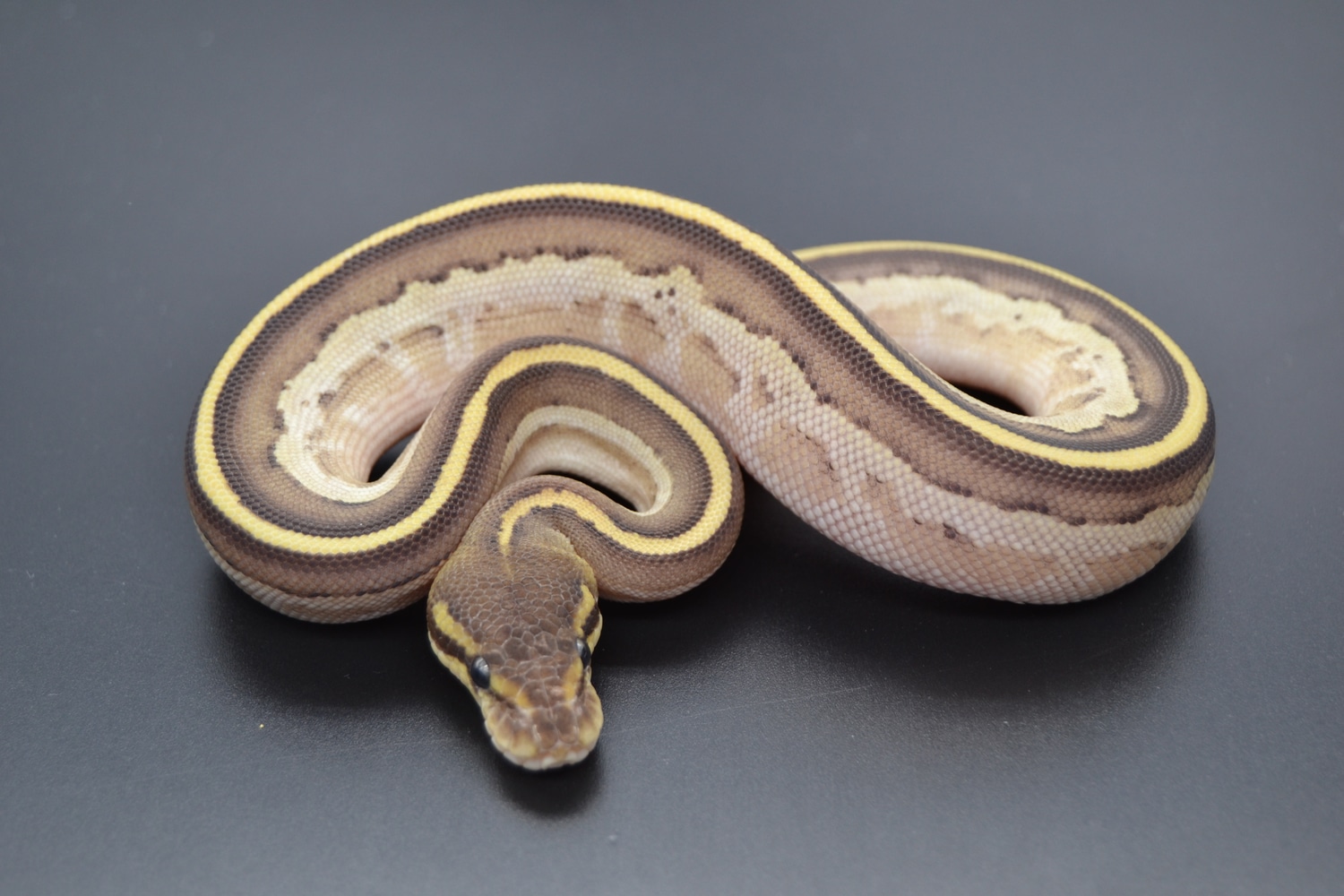 Mojave Bongo Fire Het Axanthic Vpi Ball Python by DD Exotics - MorphMarket
