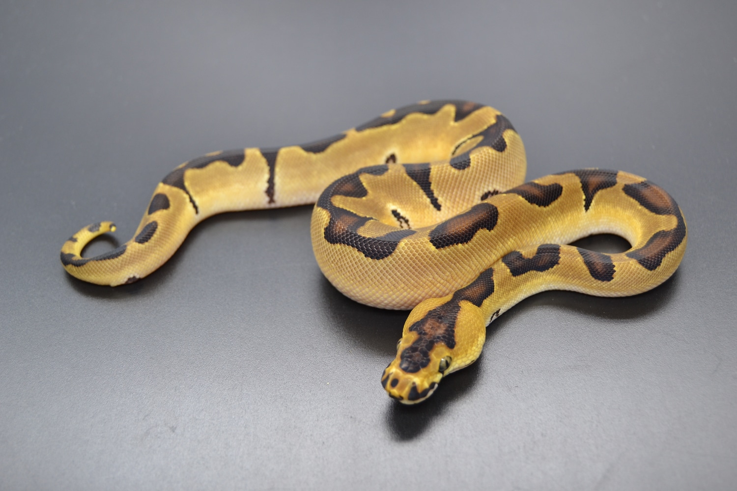 Enchi Clown Het Axanthic Vpi Ball Python by DD Exotics - MorphMarket