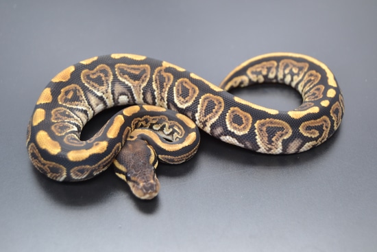 Black Pastel DH Axanthic Vpi Dg Ball Python by DD Exotics
