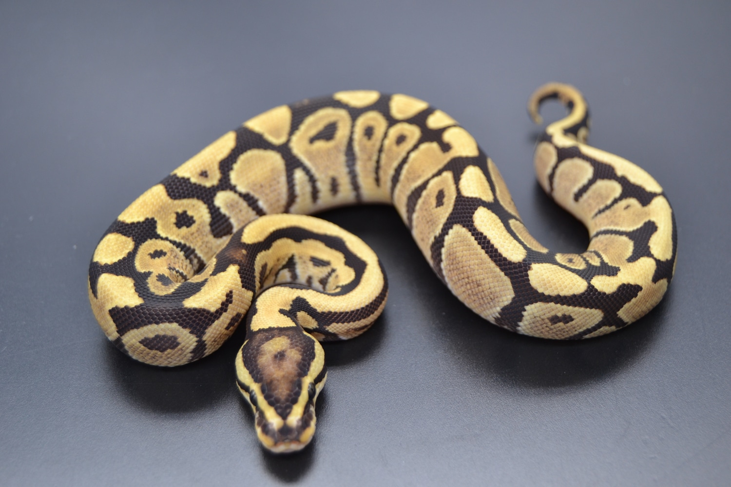 Fire DH Axanthic Vpi Clown Ball Python by DD Exotics - MorphMarket