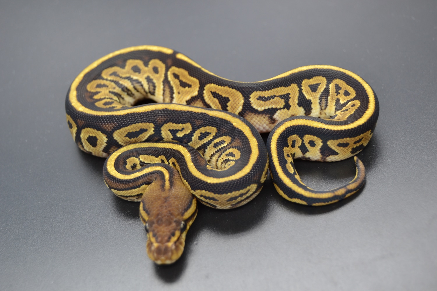 Mojave Bongo Spotnose Fire Het Axanthic Vpi Ball Python by DD Exotics ...