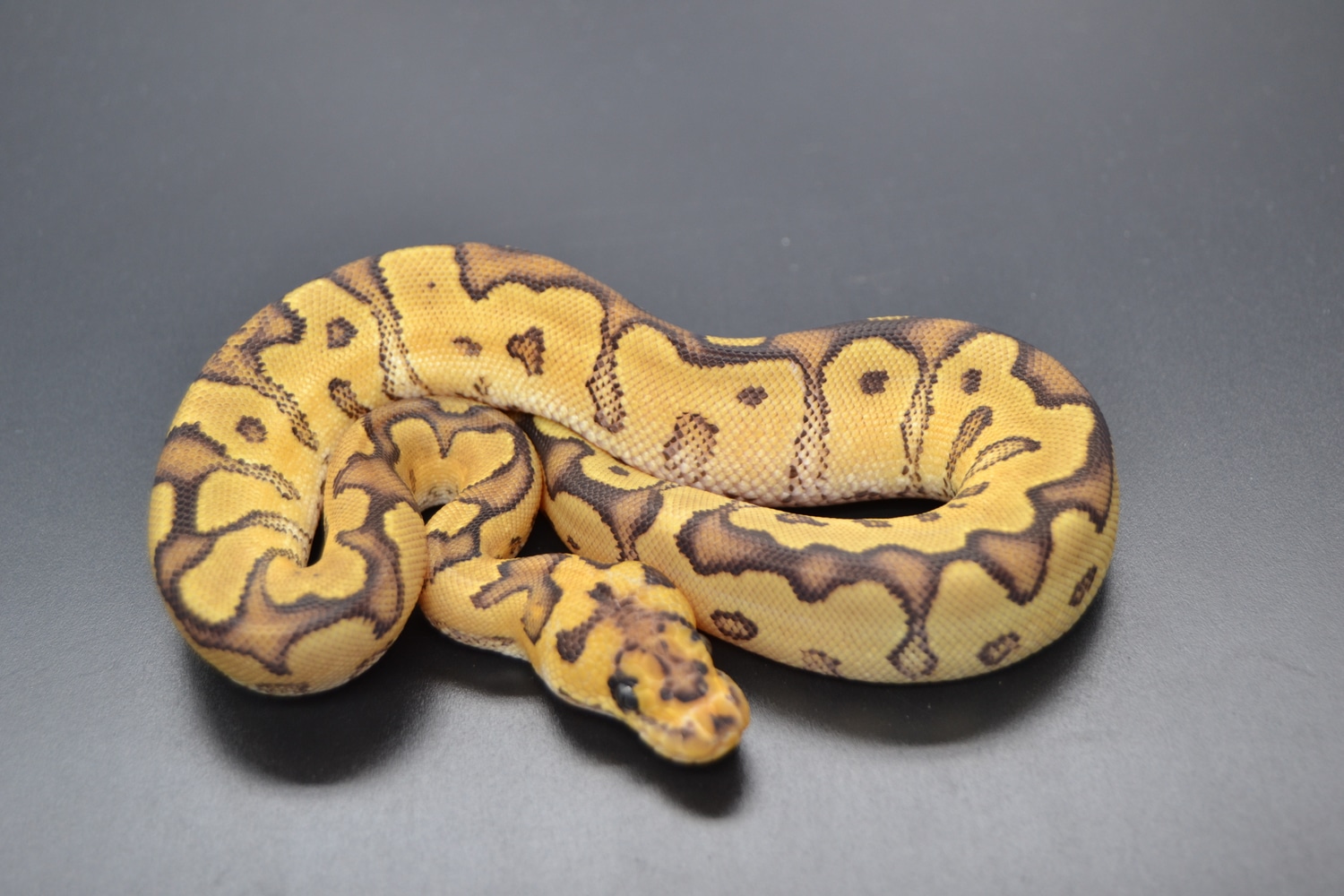 Fire Orange Dream Clown Het Axanthic Vpi Ball Python by DD Exotics ...