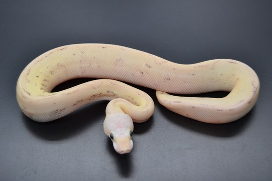 Vanilla Creme Batman Orange Dream Pastel Poss Enchi Ball Python by DD Exotics