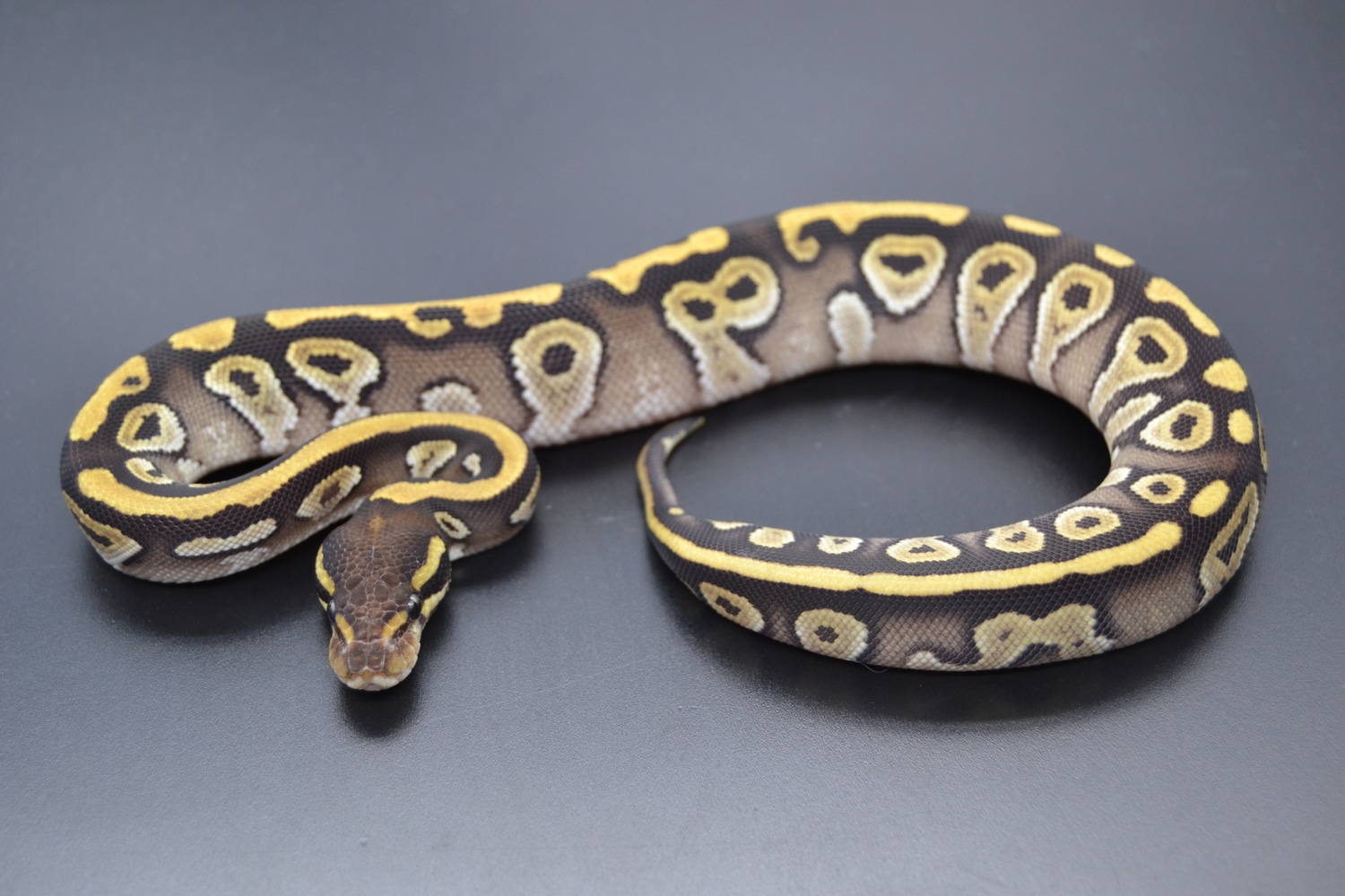Mojave DH Axanthic Vpi Desert Ghost Ball Python by DD Exotics - MorphMarket