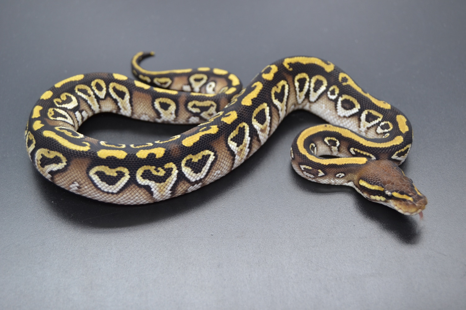 Super Hurricane Mojave Het Clown Ball Python by DD Exotics - MorphMarket