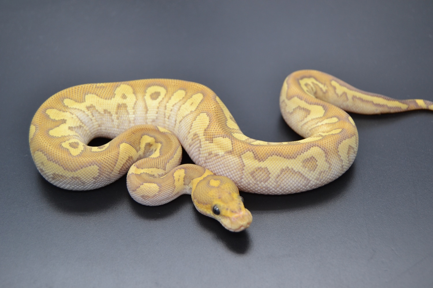 Redstripe Mojave Lace Yellowbelly Clown 50% Het Axanthic Vpi PH Hypo ...