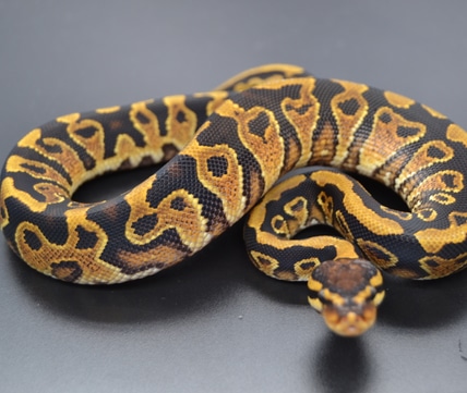 Enchi Firefly Orange Dream Yellowbelly Desert Ghost DH Hypo Clown ...