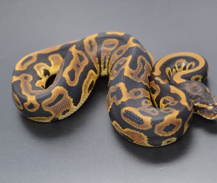 Redstripe Fire Yellowbelly Special Clown Ball Python by DD Exotics - MorphMarket