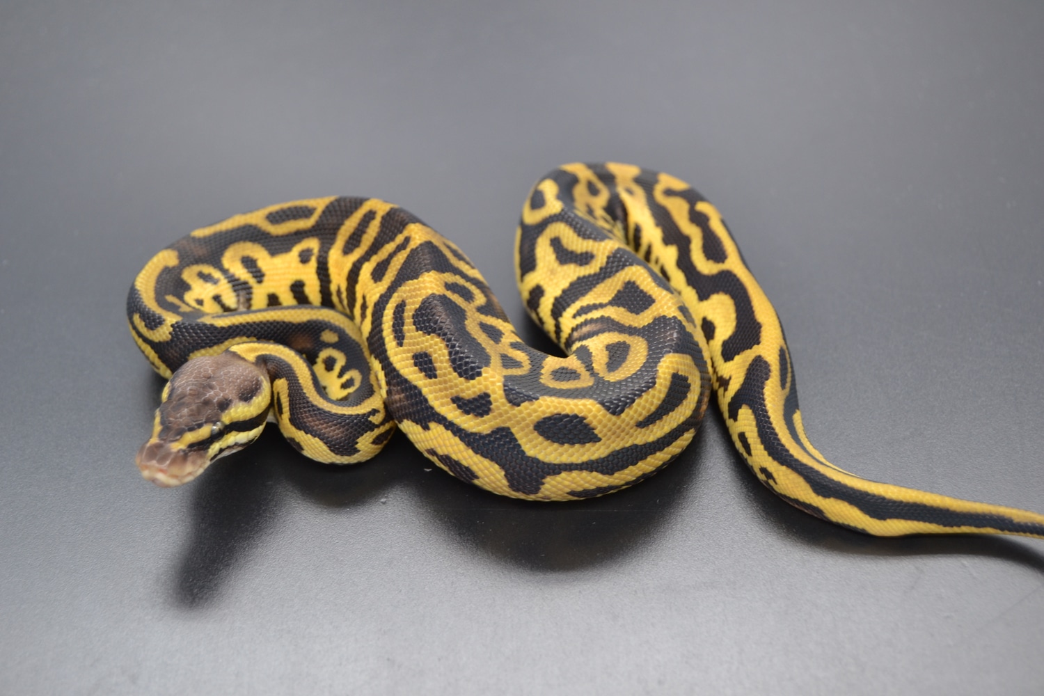 Pastel Od Leopard DH Pied Hypo 66% DG Ball Python by DD Exotics ...