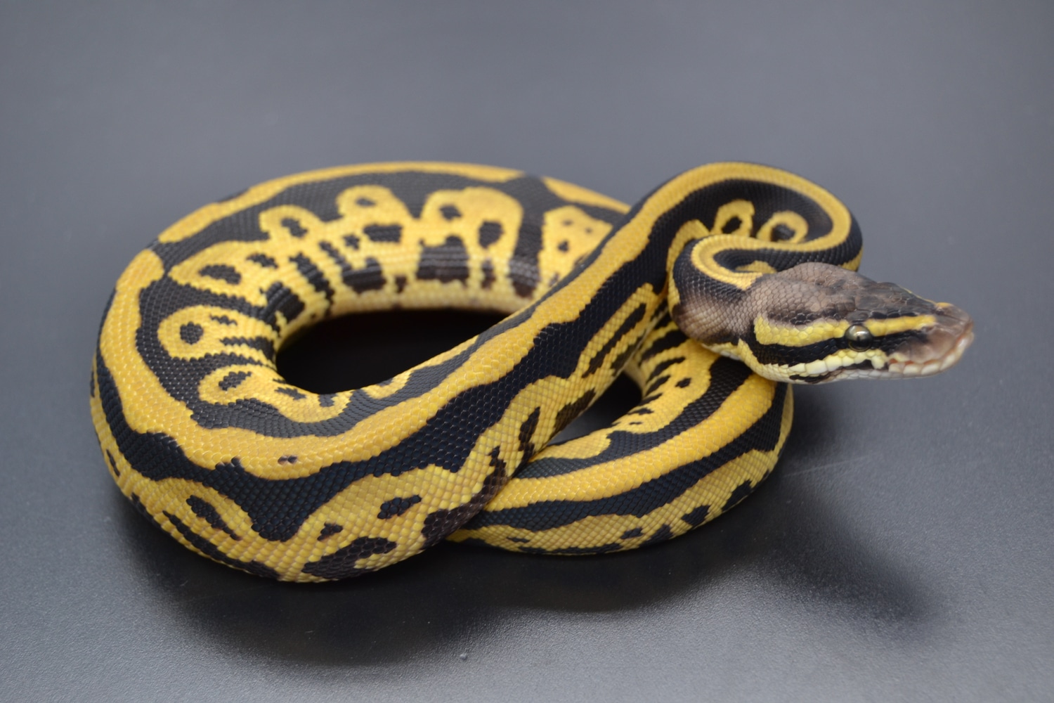 Pastel Od Leopard DH Pied Hypo 66% Dg Ball Python by DD Exotics ...