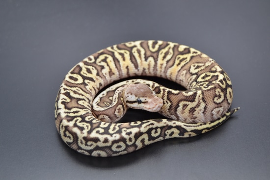 Firefly Ghi Hidden Gene Woma Het Clown Ball Python by DD Exotics