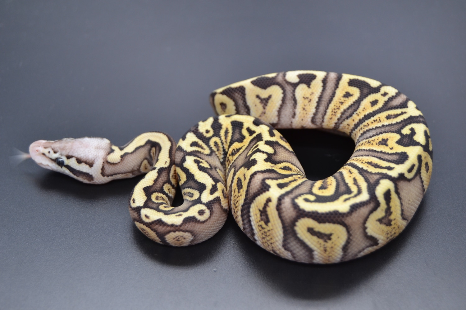 Firefly Ghi Blackhead Het Clown Ball Python by DD Exotics - MorphMarket