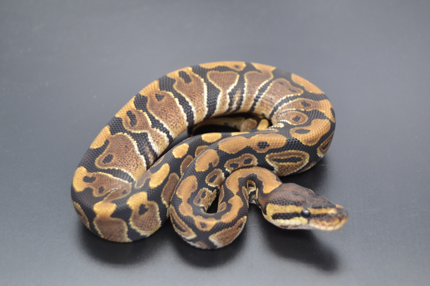 TH Clown Dg Hypo Ball Python by DD Exotics - MorphMarket