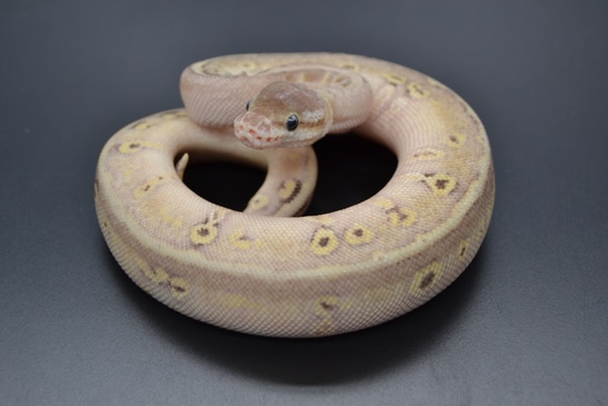 Firefly Ghi Mojave Yellowbelly Hiddengene Woma Het Clown Ball Python by ...