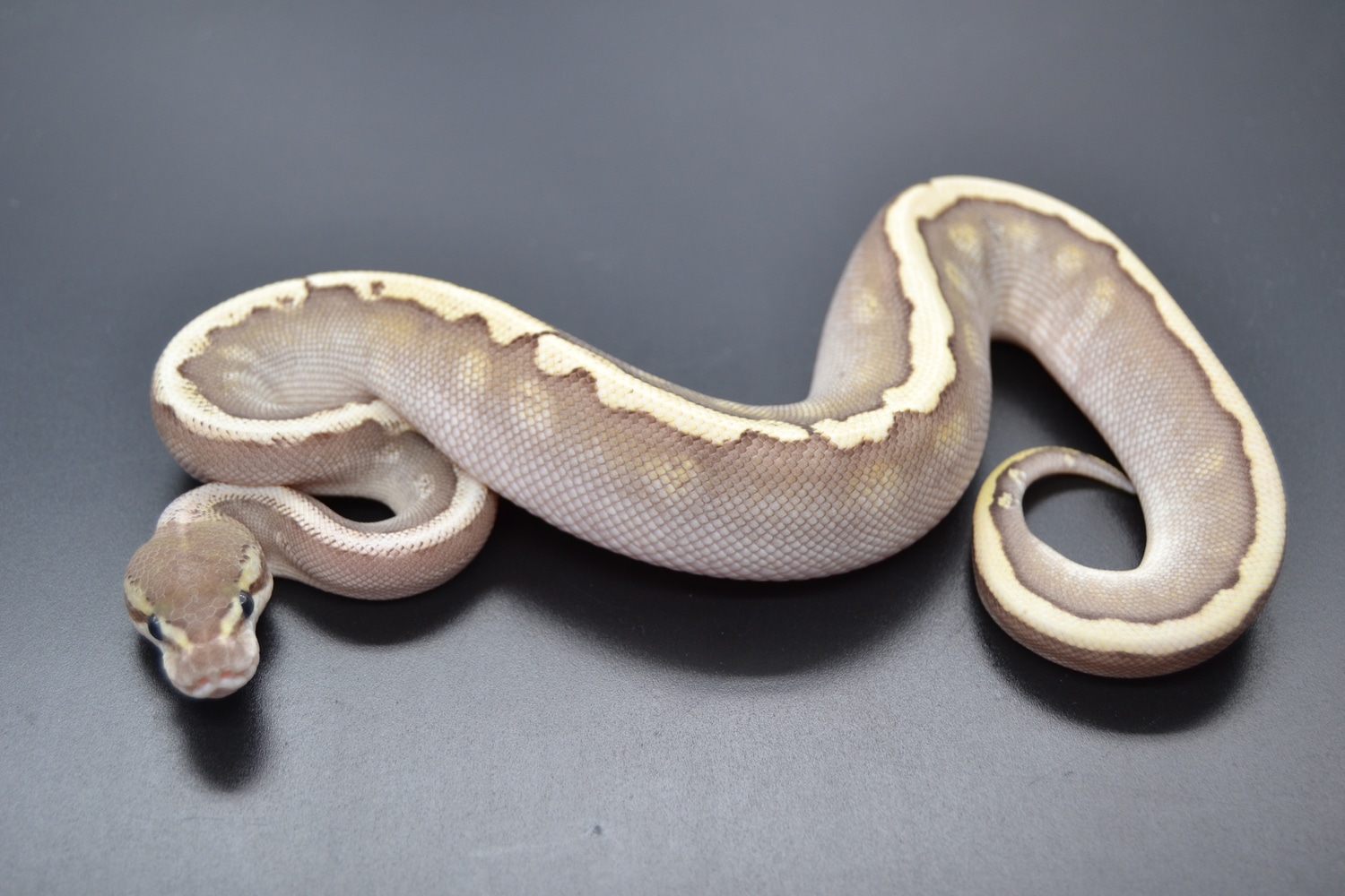 Ghi Mojave Fire Het Clown Poss Yellowbelly Ball Python by DD Exotics ...
