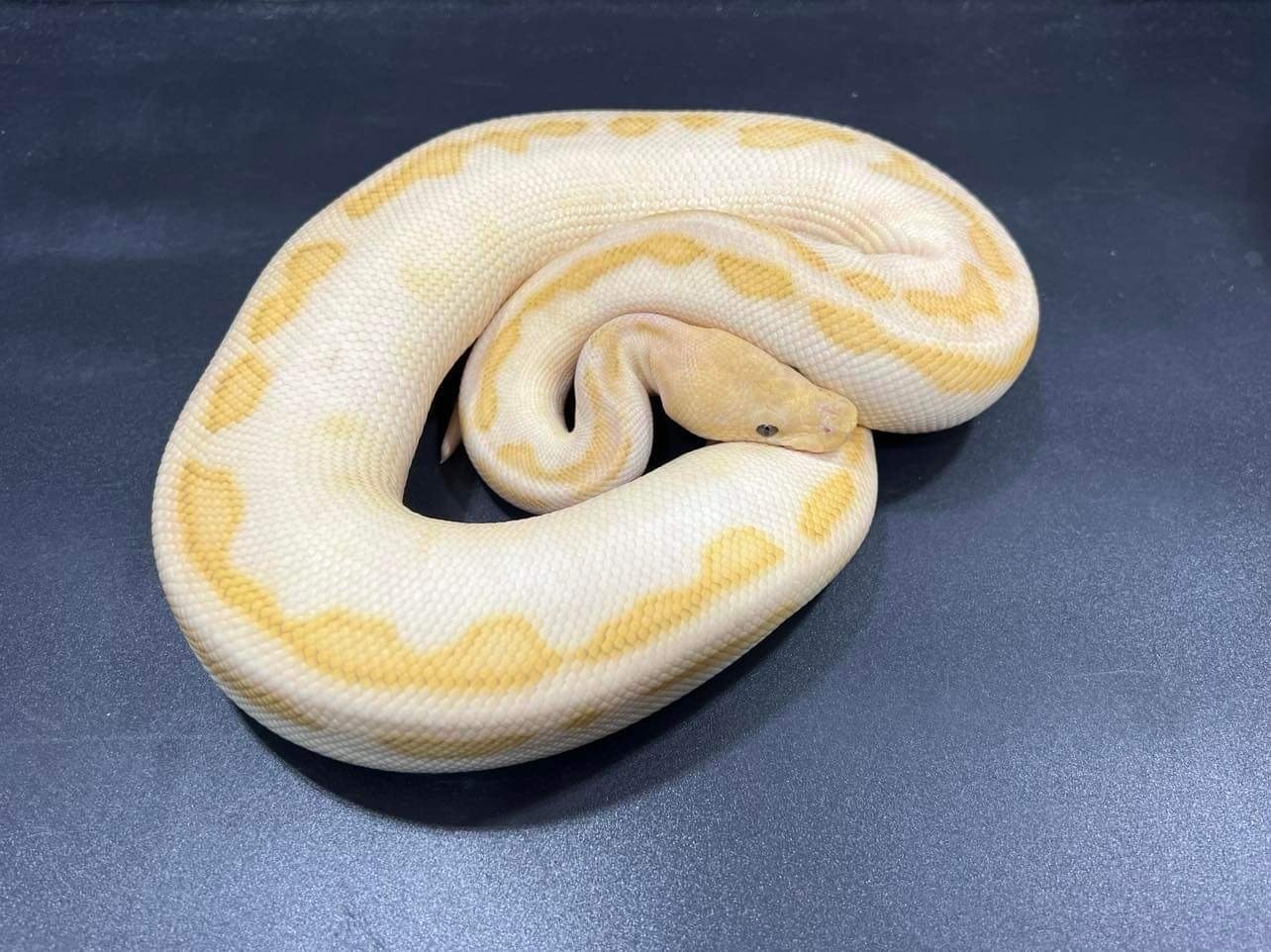 Banana Lesser G Stripe Clown Possible Cinnamon Ball Python by DD ...