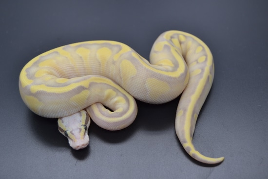 Od Yb Butter Firefly Dg Hypo Het Clown Ball Python by DD Exotics