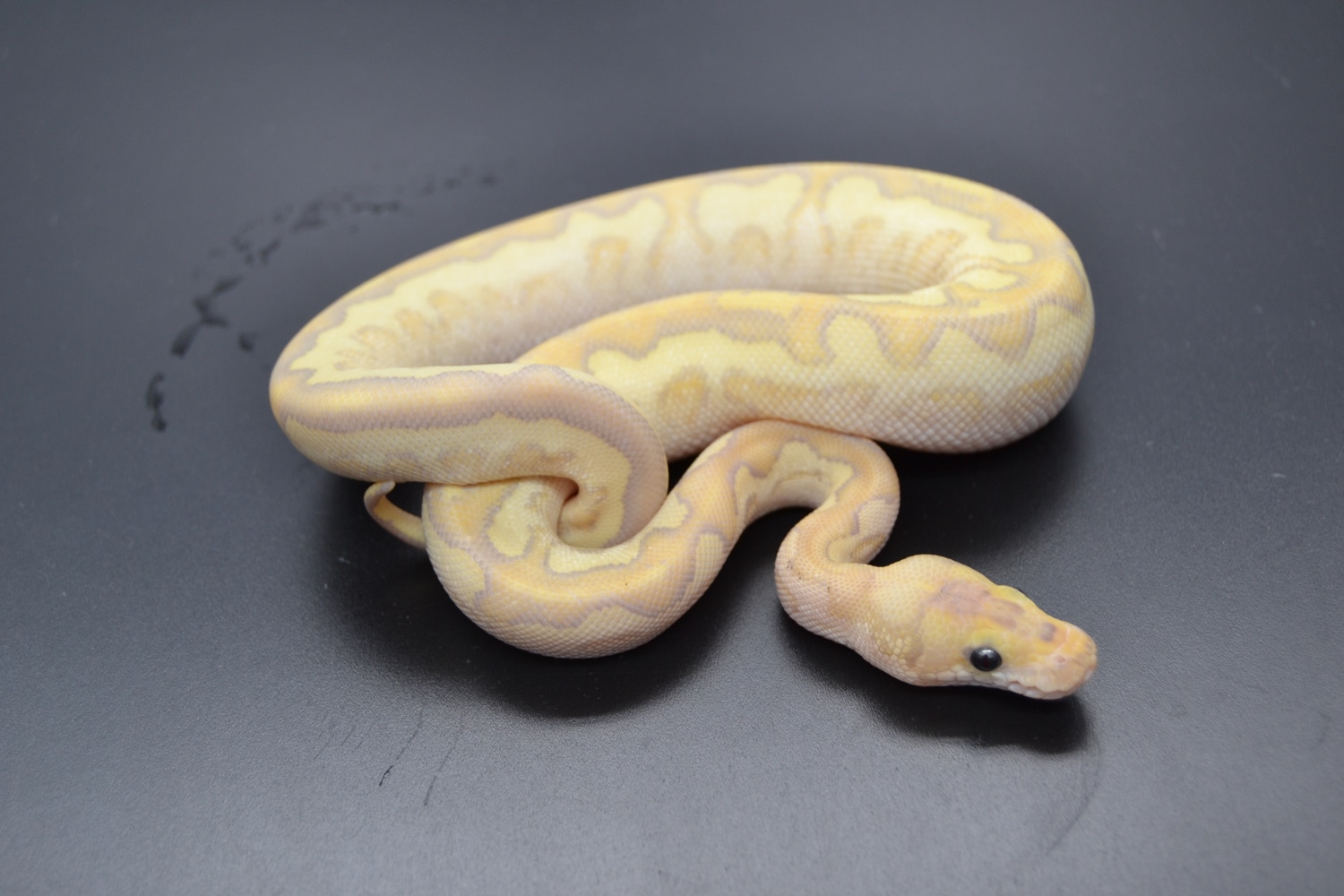Enchi Butter Yb Desert Ghost Hypo Clown Ball Python by DD Exotics ...