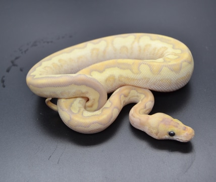 Black Pastel Fire Yellowbelly Spotnose Clown Ball Python by DD Exotics - MorphMarket