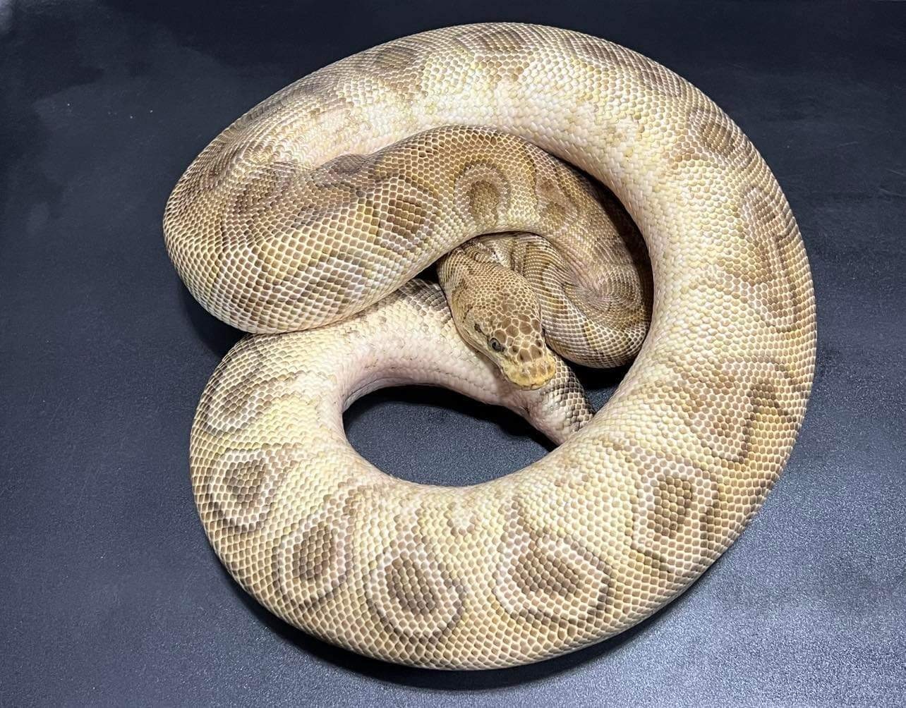 Pastel Mojave Hurricane Yellowbelly Clown Ball Python by DD Exotics ...