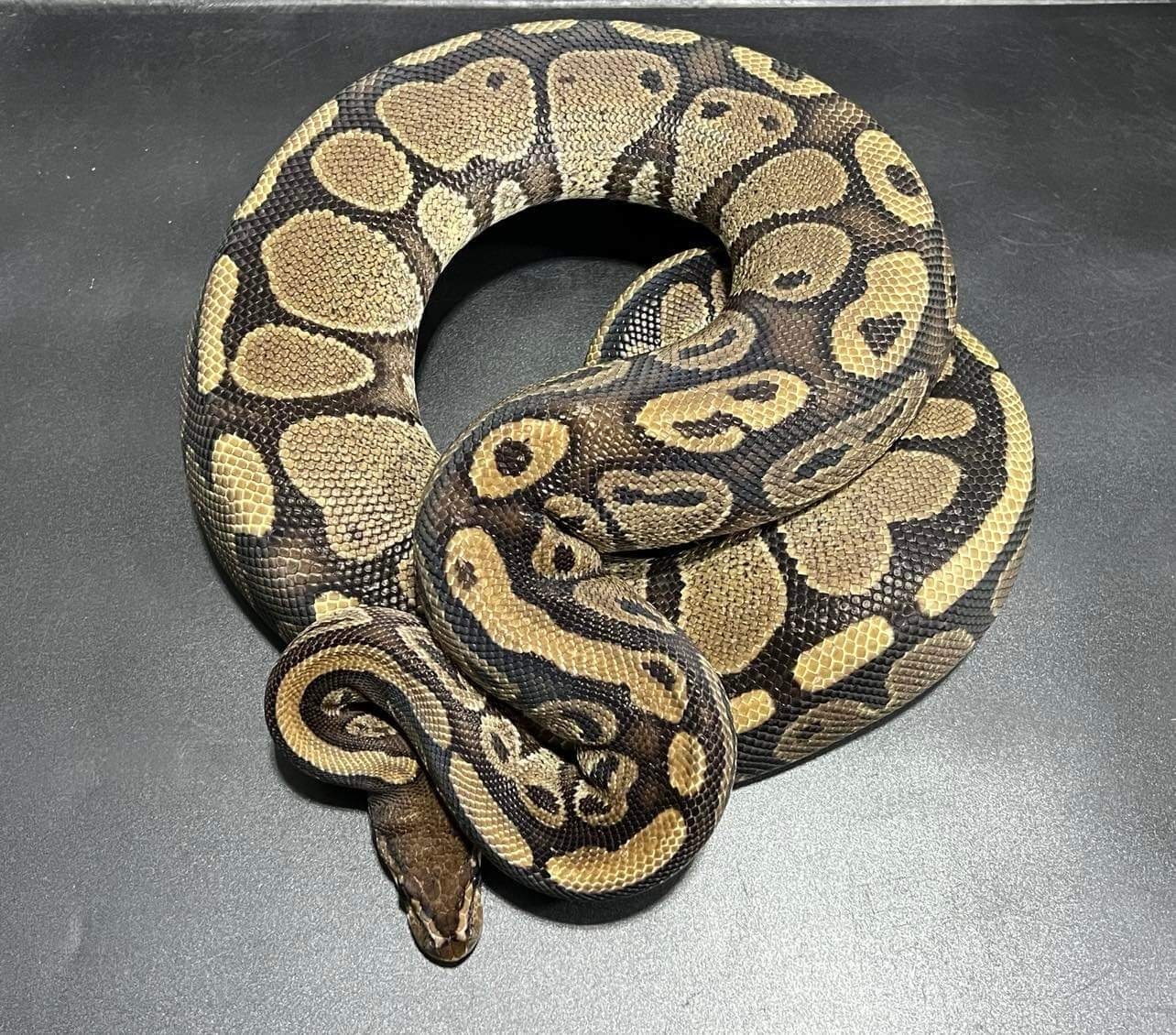 Redstripe Ball Python by DD Exotics - MorphMarket