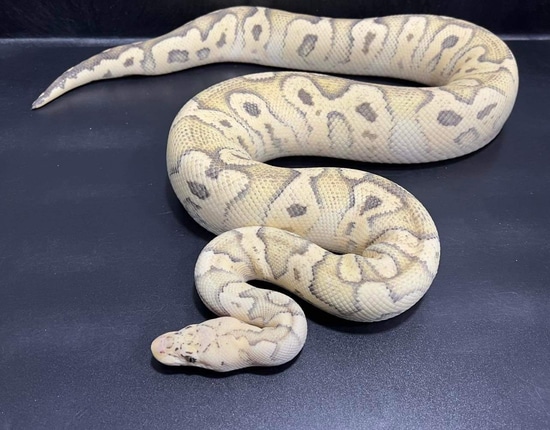 Firefly Ghi Yb Clown Ball Python by DD Exotics
