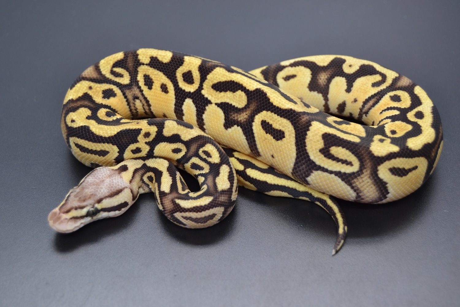Firefly (Yb) TH Hypo Desert Ghost Clown Ball Python by DD Exotics ...