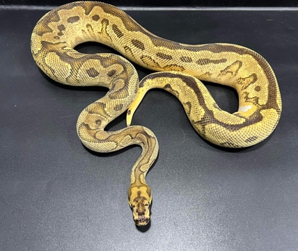 Black Pastel Mojave Redstripe Spotnose Yellowbelly Fire Hypo Het Clown Ball Python by DD Exotics ...