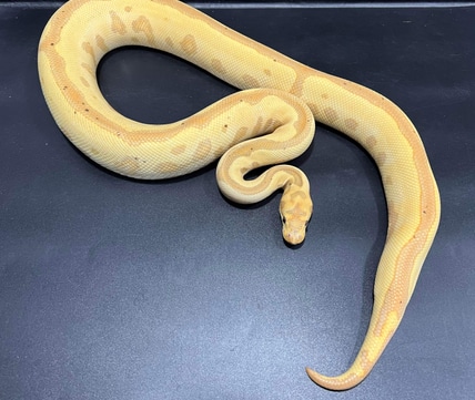 Super Od Vanilla Clown Ball Python by DD Exotics - MorphMarket