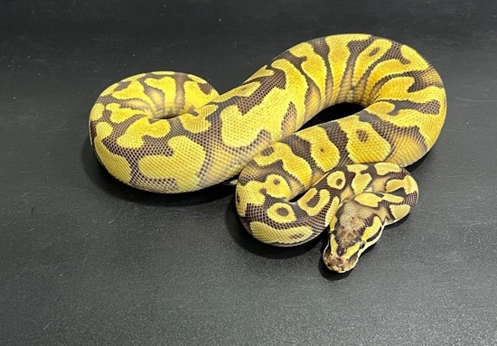 Pastel Enchi Od Yb TH Hypo Desert Ghost Clown Ball Python by DD Exotics